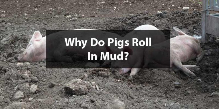 Why Do Pigs Roll In Mud? - Pigs Guide
